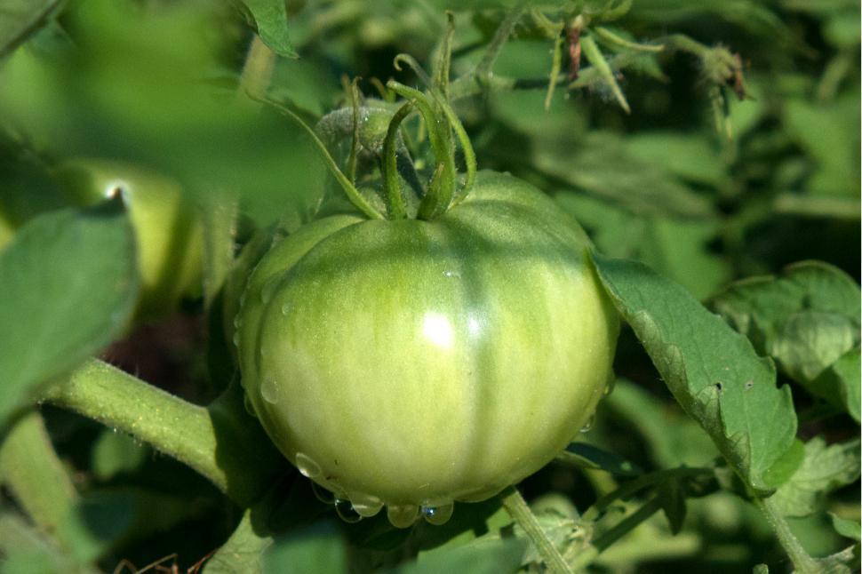 Free Stock Photo of Morning Dew On Green Tomato | Download Free Images ...