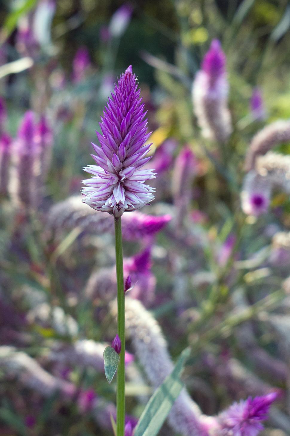 Free Stock Photo of Plumed Cockscomb | Download Free Images and Free ...