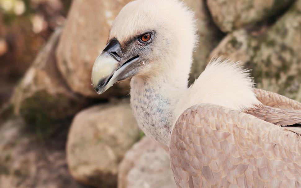 Free Stock Photo of Young vulture chick | Download Free Images and Free ...