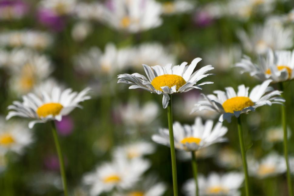 Free Stock Photo of Daisy Flowers | Download Free Images and Free ...