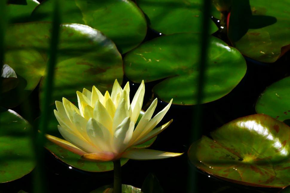 Free Stock Photo of Water Lily Bloom | Download Free Images and Free ...