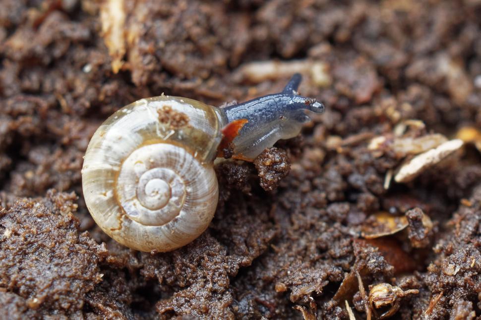 Free Stock Photo of Snail | Download Free Images and Free Illustrations