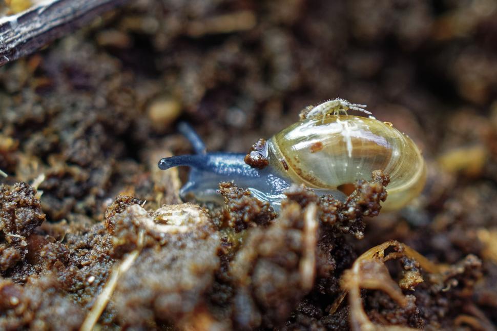 Free Stock Photo of A snail carrying an insect | Download Free Images ...
