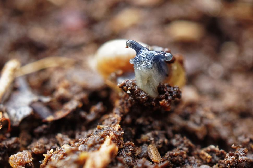 Free Stock Photo of A snail showing its face | Download Free Images and ...