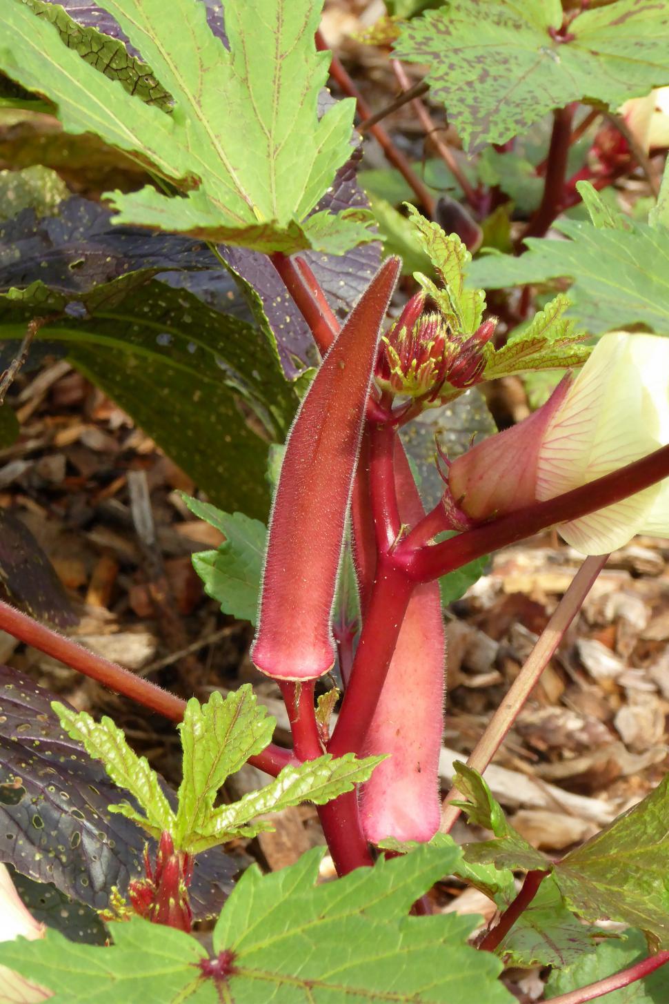 Free Stock Photo of Red Burgundy Okra | Download Free Images and Free ...