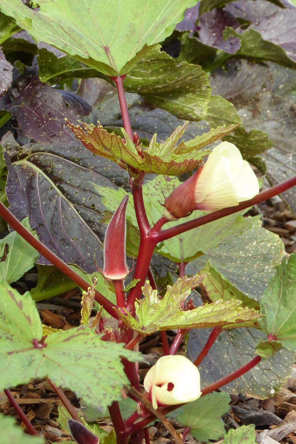 Free Stock Photo of Young Red Burgundy Okras | Download Free Images and ...