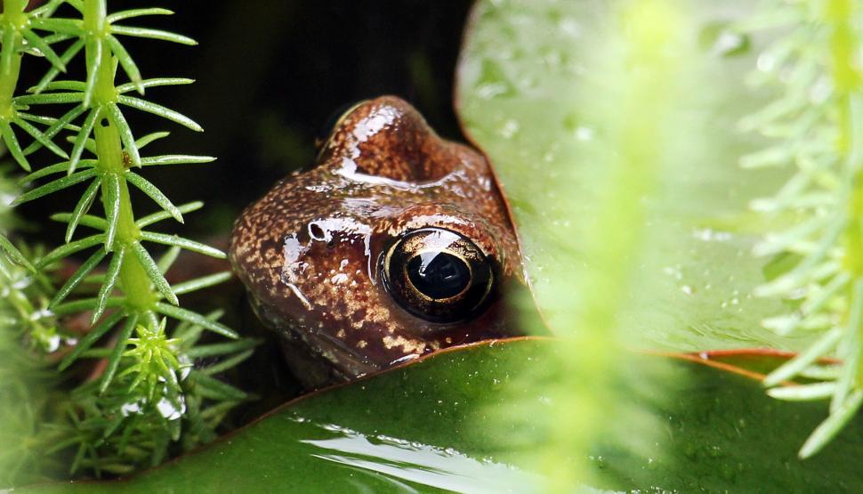 Free Stock Photo of Frog peeking out from lily pad | Download Free ...