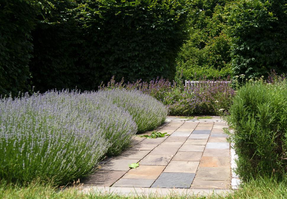 Free Stock Photo of Levander Lined Pathway | Download Free Images and ...