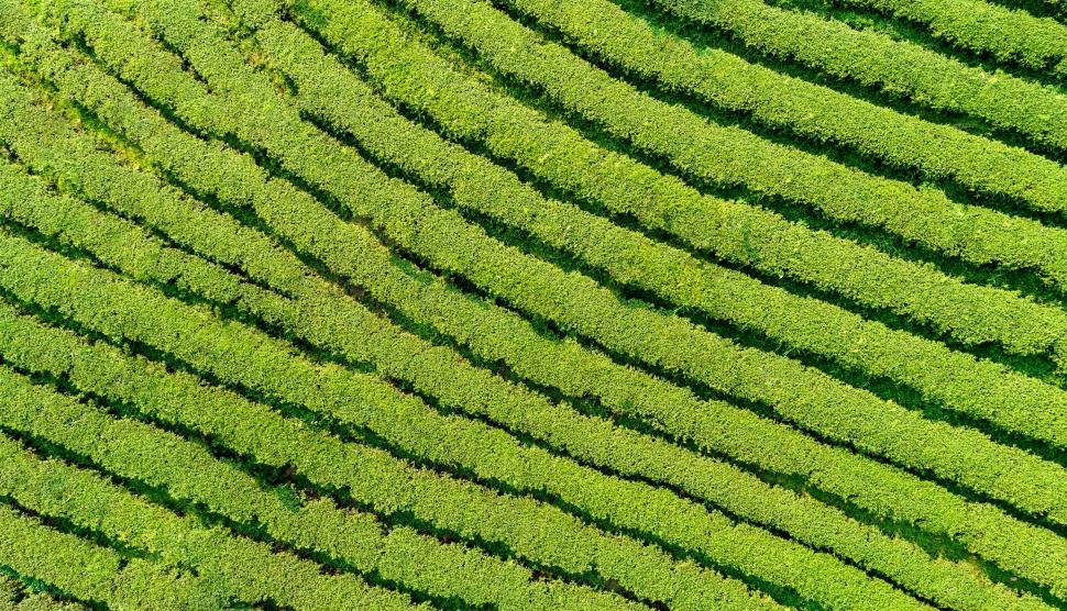 Free Stock Photo of Vegetation - Aerial View - Background | Download ...