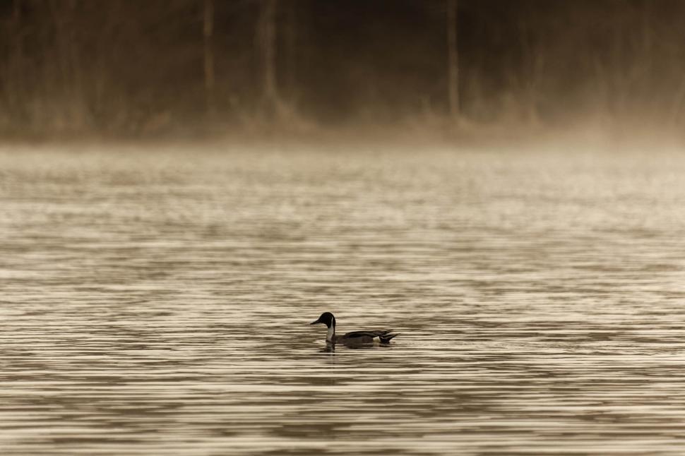 Free Stock Photo of Northern Pintail | Download Free Images and Free ...