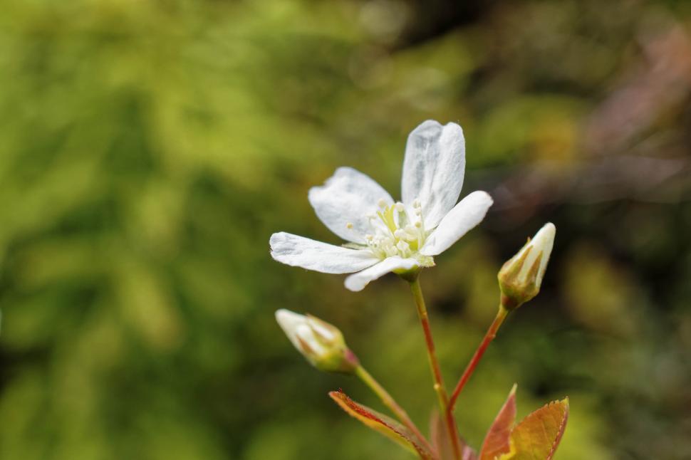 Free Stock Photo of Pin Cherry | Download Free Images and Free ...