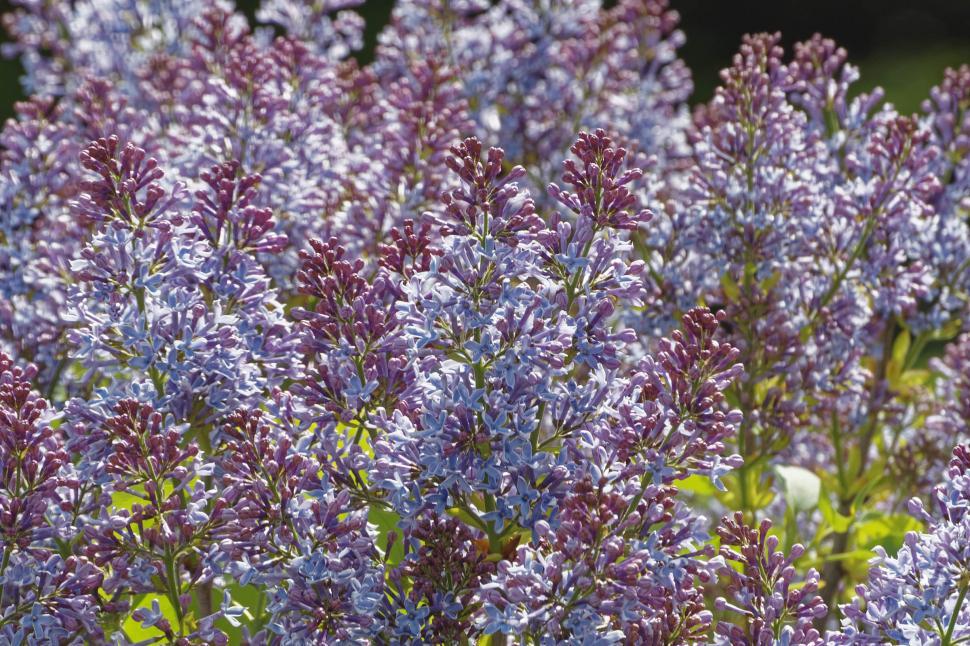Free Stock Photo of Lilac shrub | Download Free Images and Free ...