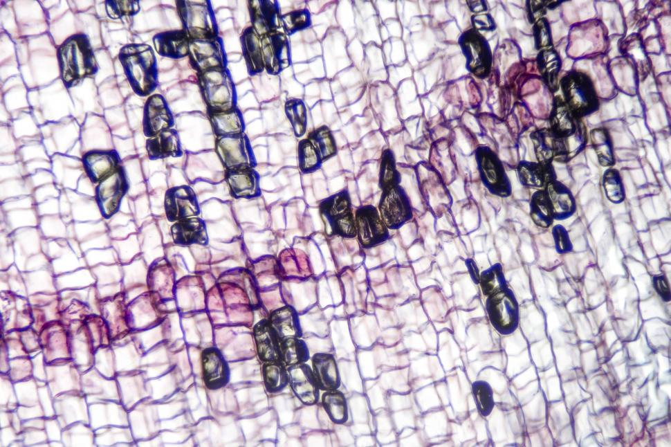 Free Stock Photo of Cork | Download Free Images and Free Illustrations