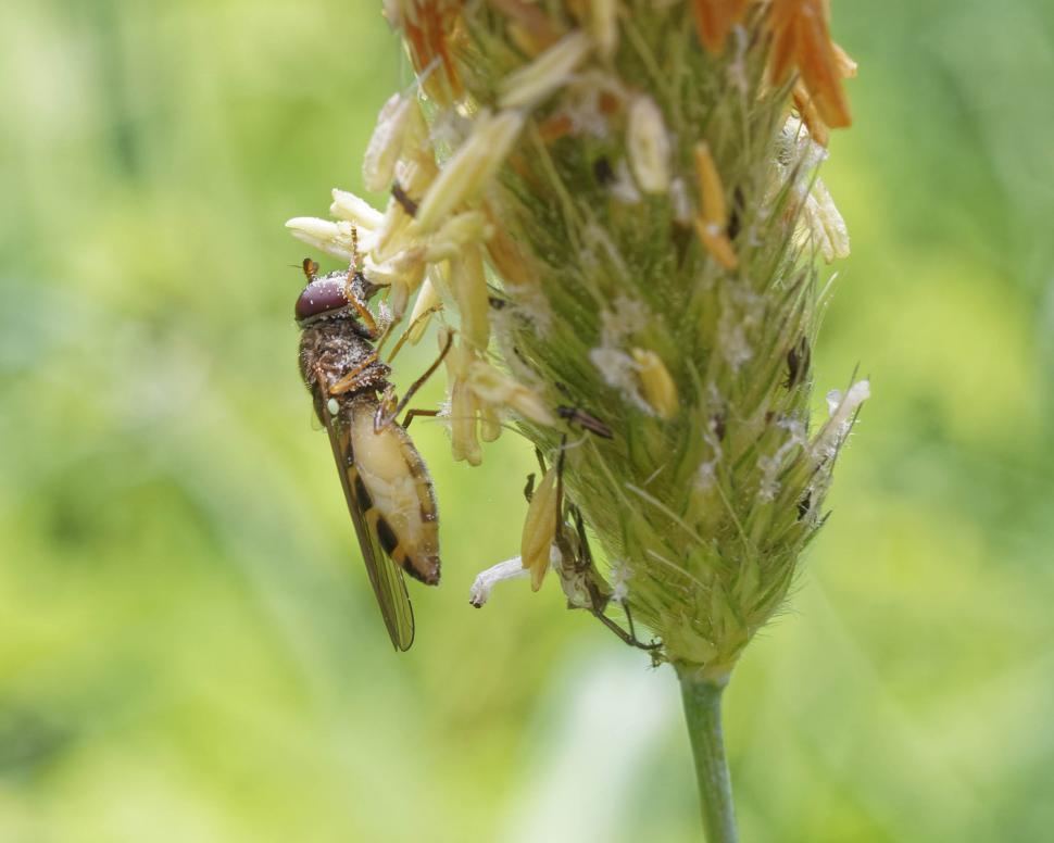 Free Stock Photo of Flower fly on grass | Download Free Images and Free ...