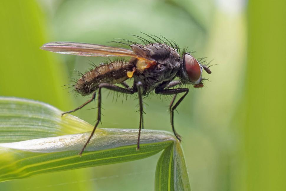 Free Stock Photo of Fly | Download Free Images and Free Illustrations