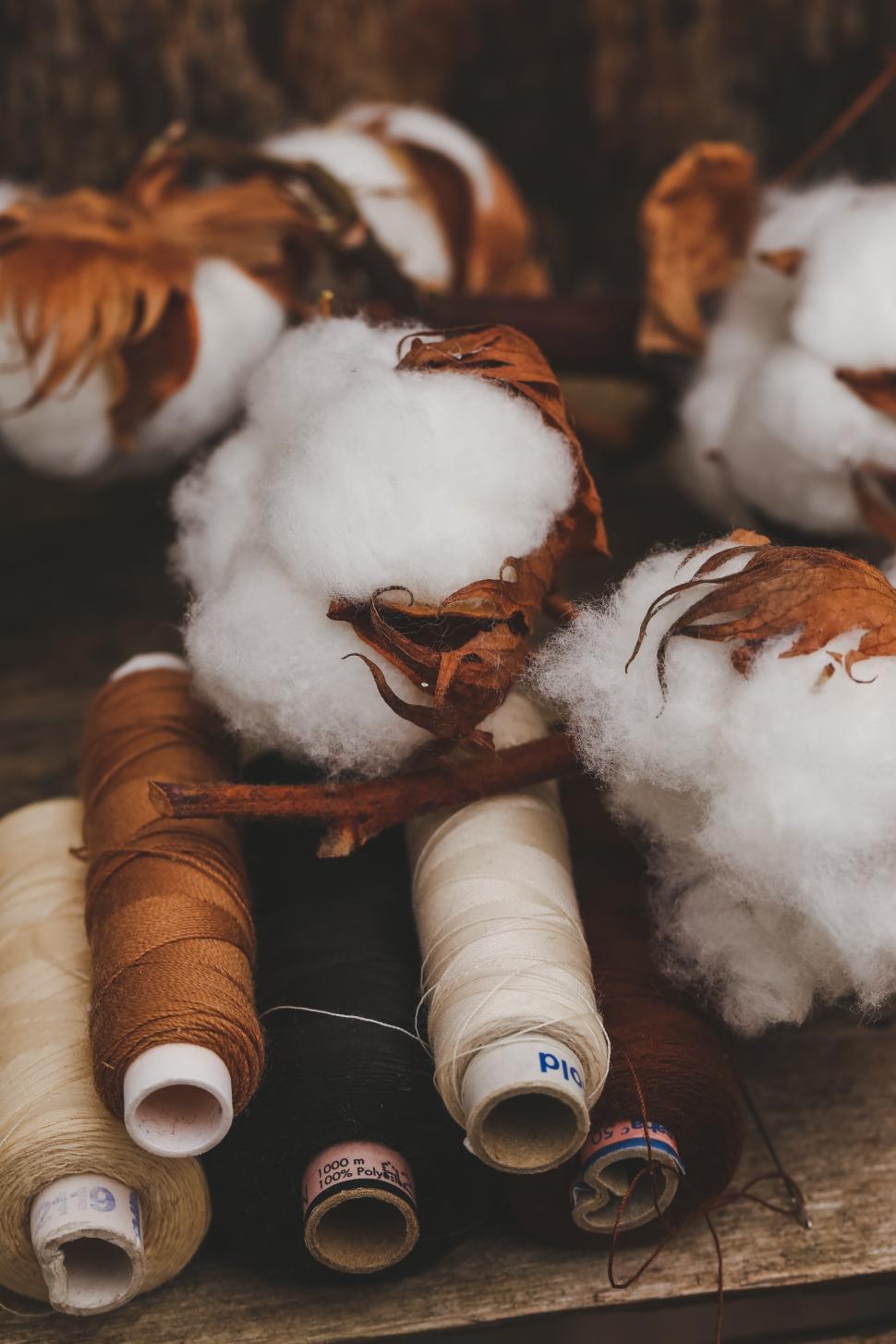 Free Stock Photo of Cotton flower with threads and spools | Download ...