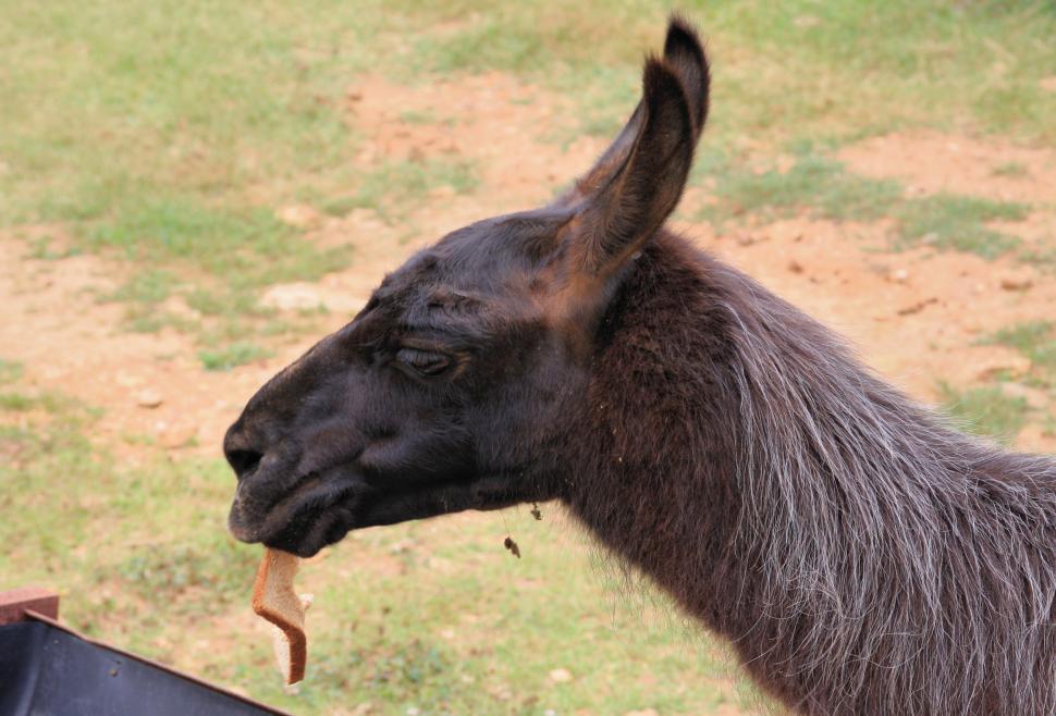 Free Stock Photo of Feeding Llama | Download Free Images and Free ...