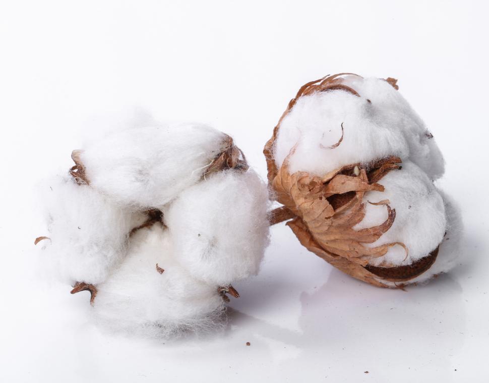 Free Stock Photo of Cotton flower on white | Download Free Images and ...