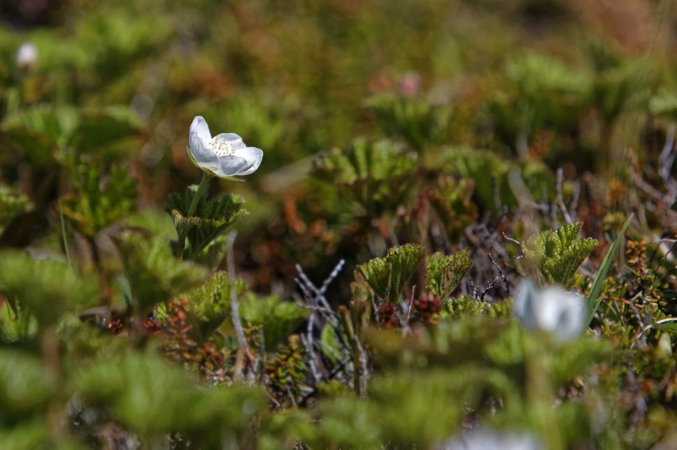 Free Stock Photo of Cloudberry | Download Free Images and Free ...