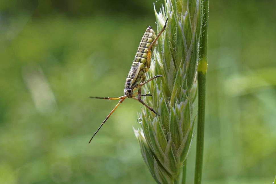 Free Stock Photo of Meadow plant bug | Download Free Images and Free ...