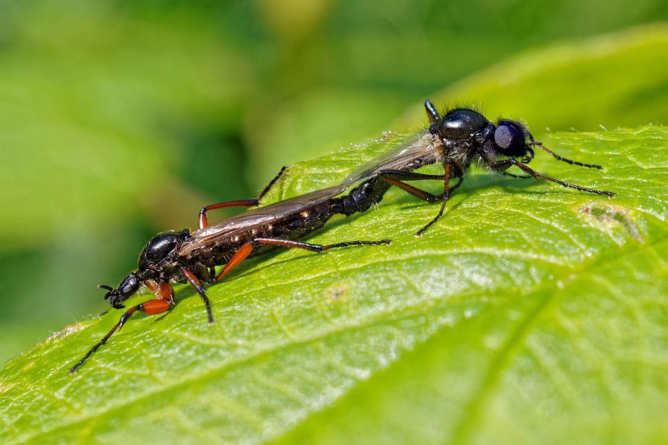 Free Stock Photo of march fly mating | Download Free Images and Free ...