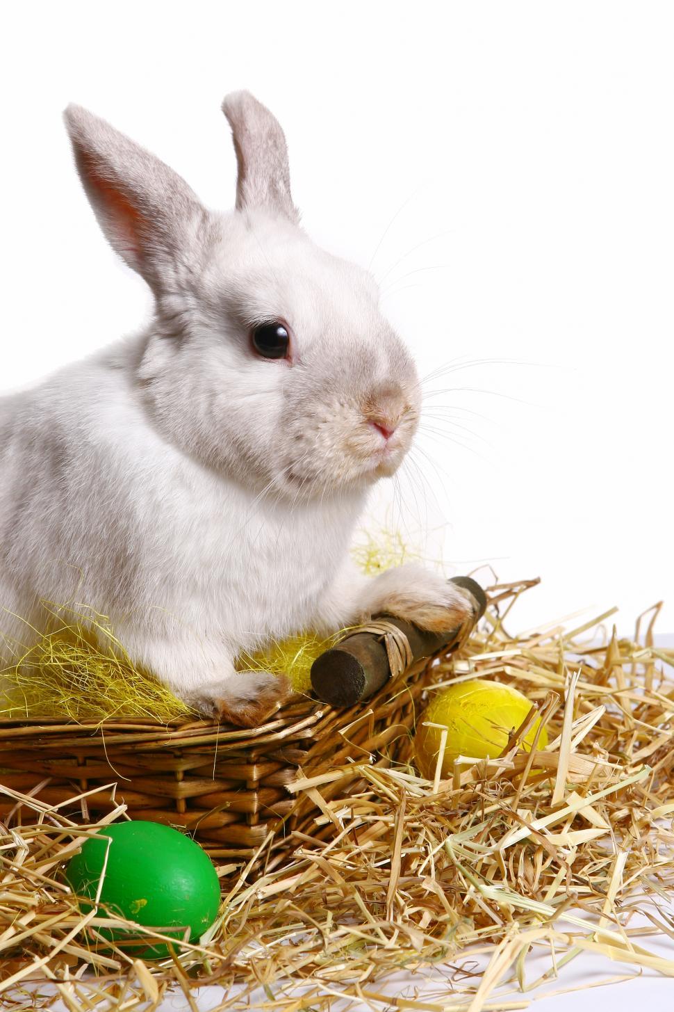 Free Stock Photo of rabbit with easter egg | Download Free Images and ...