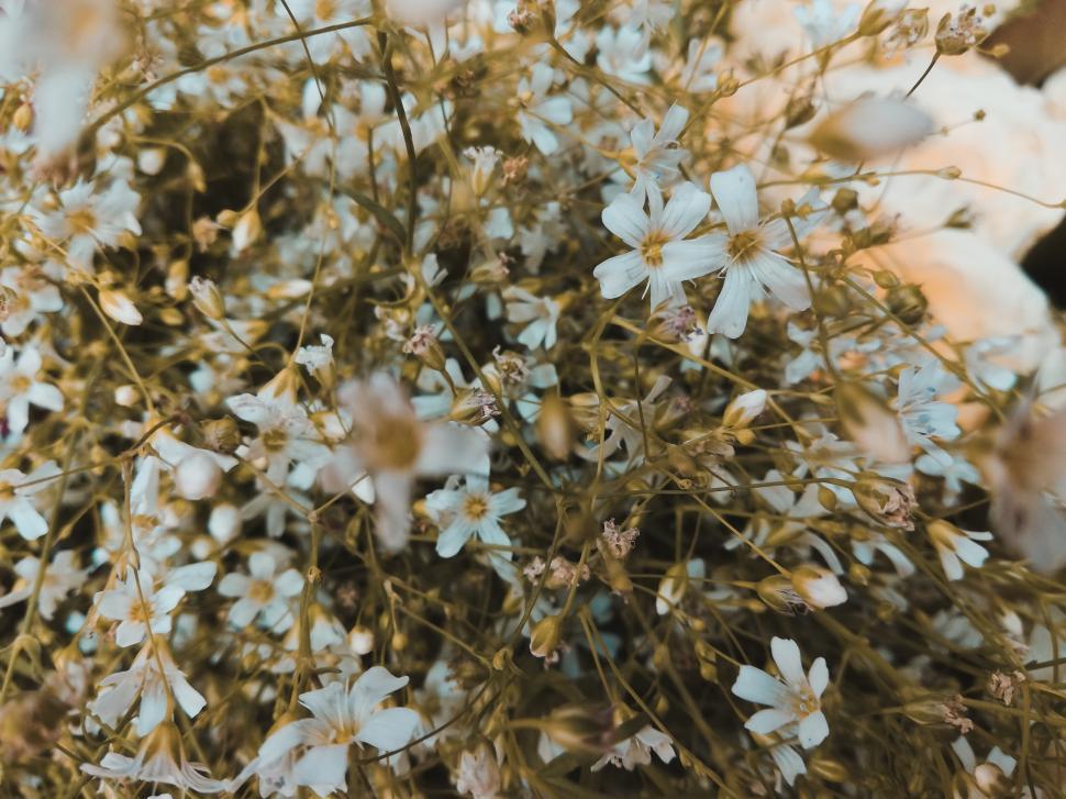 Free Stock Photo of Grass Flower Grass Flower | Download Free Images ...