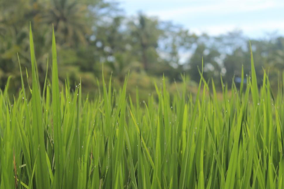 Free Stock Photo of beautiful rice Field with river and hill in asia ...