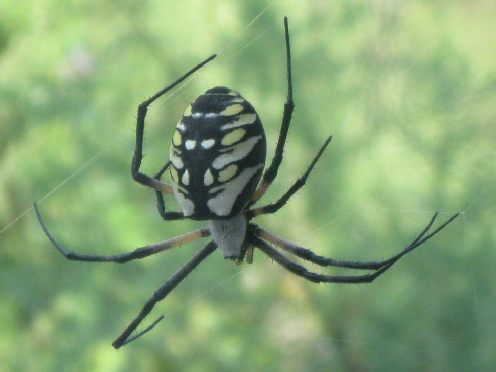 Free Stock Photo of Orb-weaver | Download Free Images and Free ...