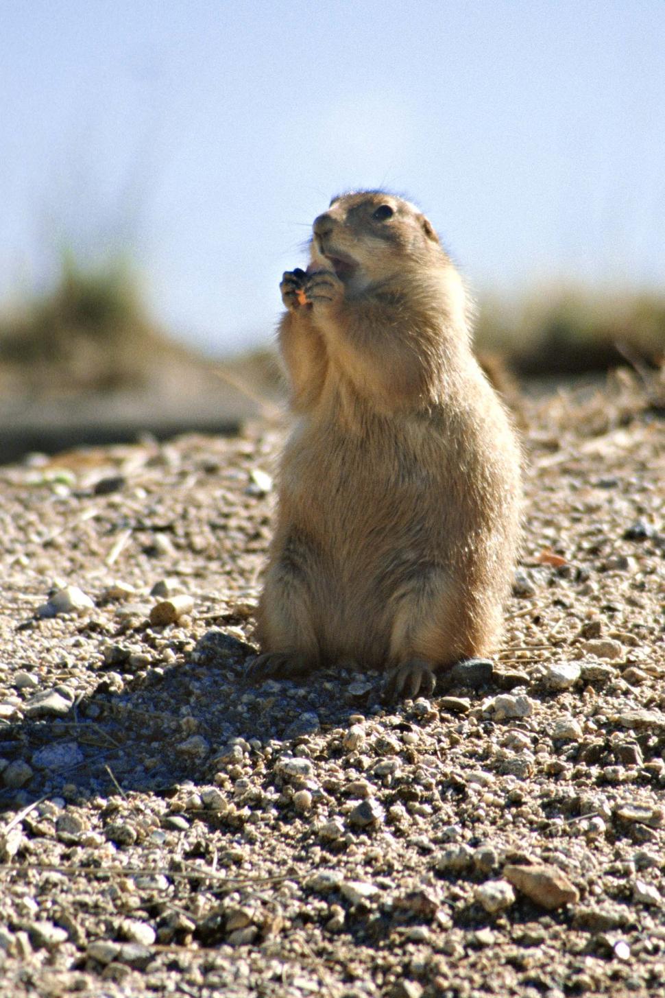 Free Stock Photo of Prairie Dog sitting up | Download Free Images and ...