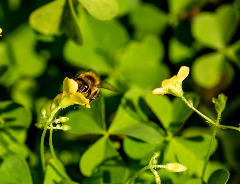 Free Stock Photo of Bee on a flower | Download Free Images and Free ...