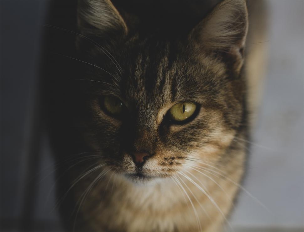 Free Stock Photo of Domestic cat | Download Free Images and Free ...
