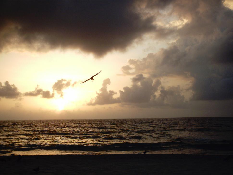 Free Stock Photo of Soaring | Download Free Images and Free Illustrations