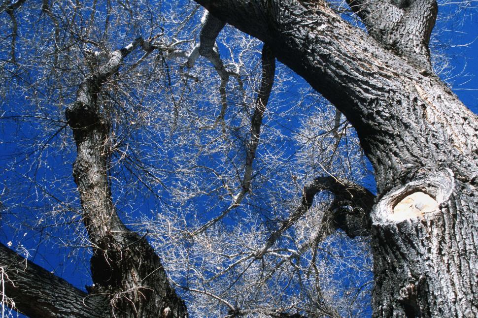 Free Stock Photo of Bare trees | Download Free Images and Free ...