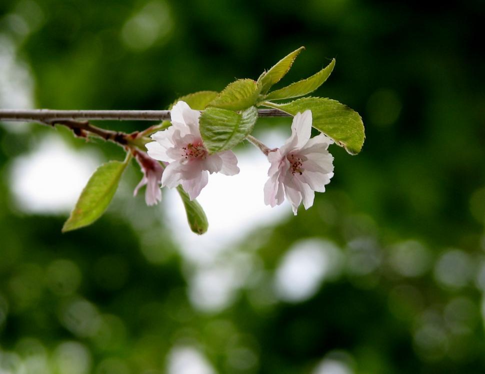 Free Stock Photo of Close Up of a Flower on a Tree Branch | Download ...