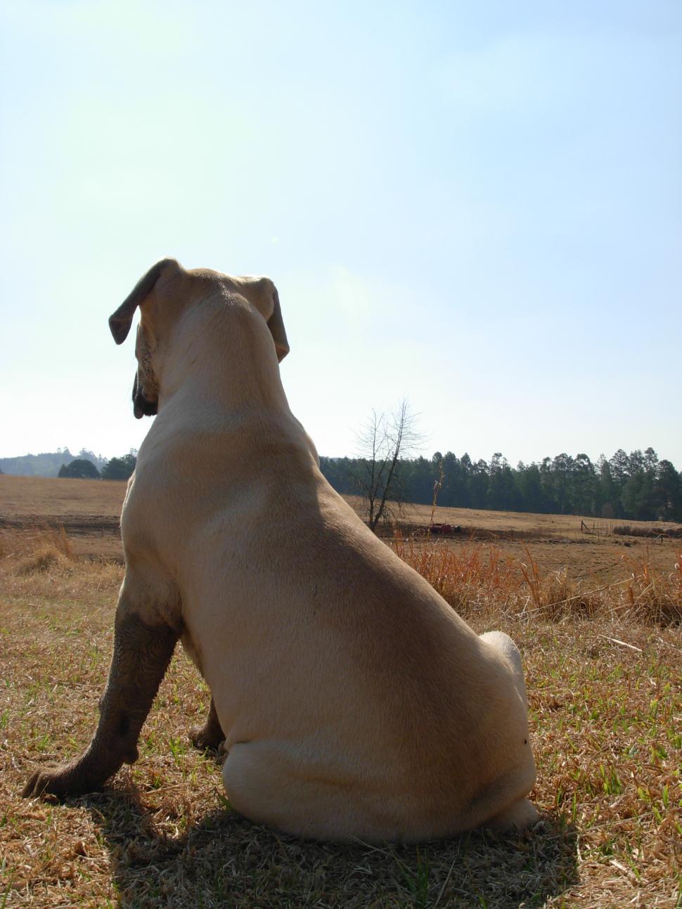 Free Stock Photo of Dog | Download Free Images and Free Illustrations