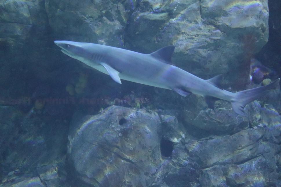 Free Stock Photo of Shark | Download Free Images and Free Illustrations