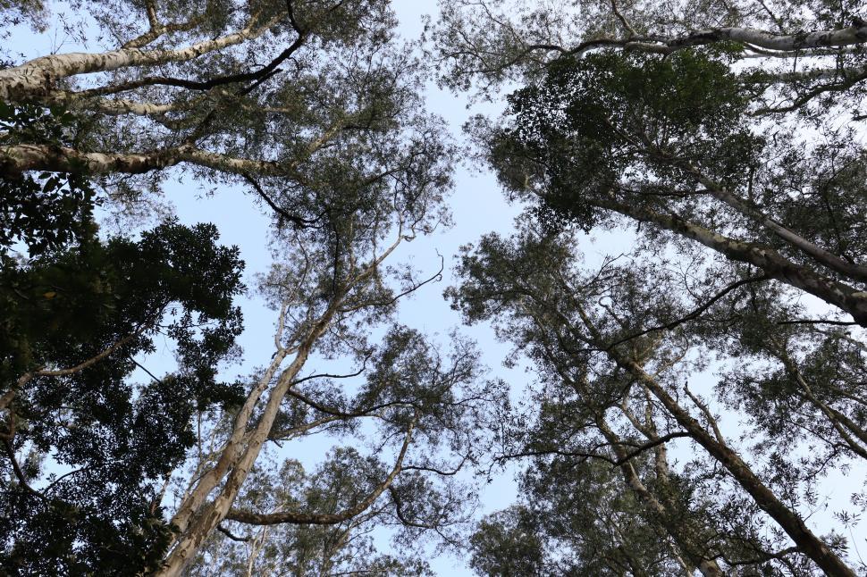 Free Stock Photo of A Group of Tall Trees Standing in a Forest ...