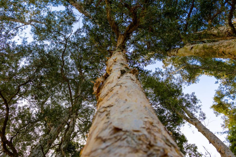 Free Stock Photo of Looking Up at a Tall Tree in a Forest | Download ...