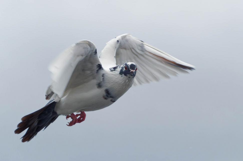 Free Stock Photo of Pigeon | Download Free Images and Free Illustrations