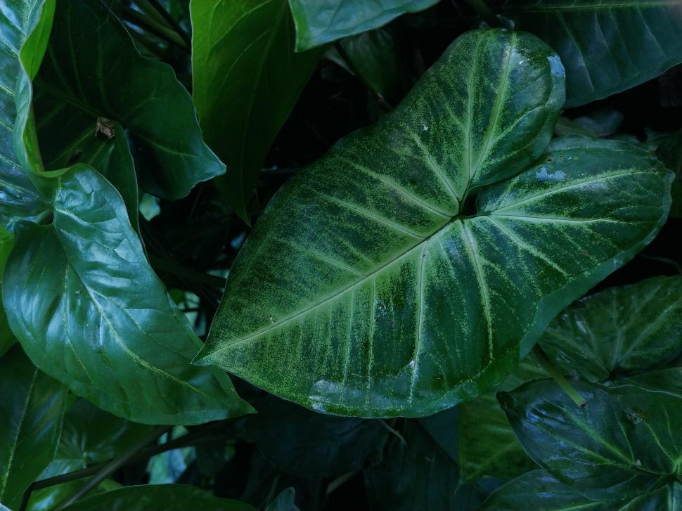 Free Stock Photo of Large green leaves | Download Free Images and Free ...