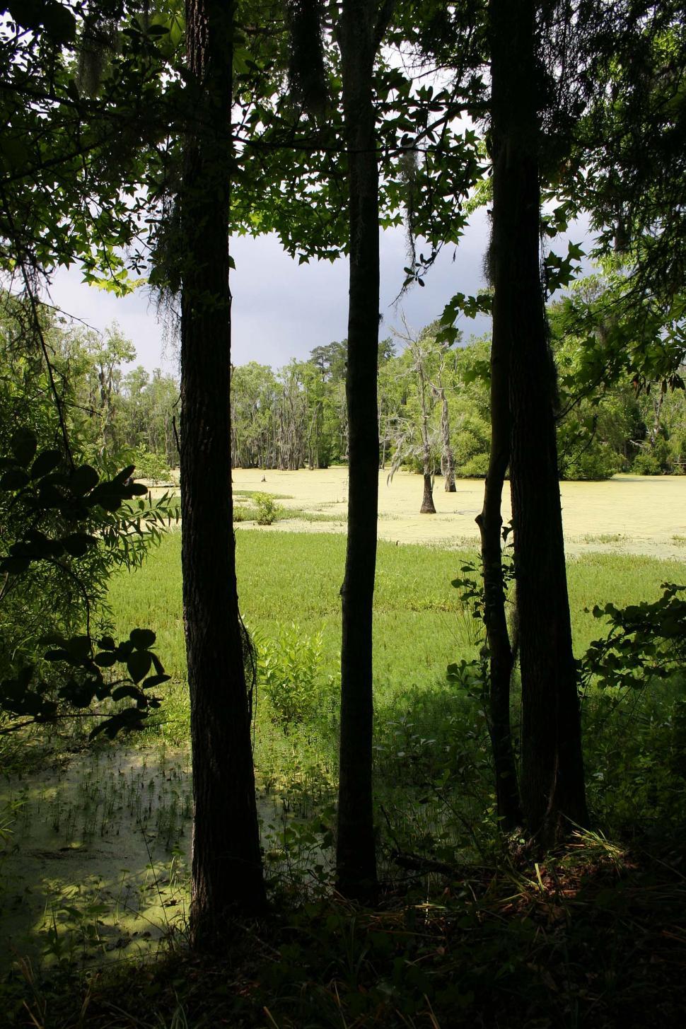 Free Stock Photo of view from trees | Download Free Images and Free ...