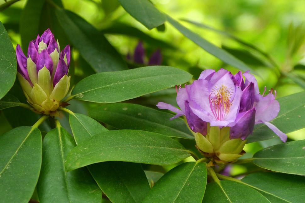 Free Stock Photo of Rhododendron Pink Flowers | Download Free Images ...