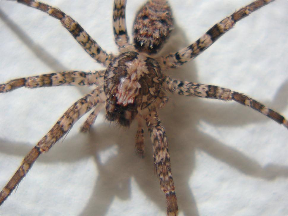 Free Stock Photo of Spider | Download Free Images and Free Illustrations