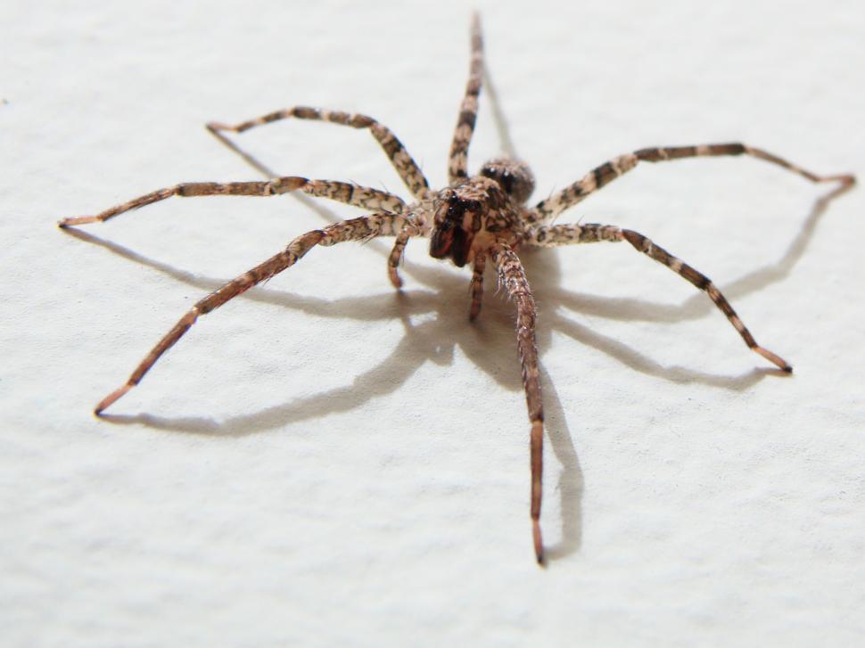 Free Stock Photo of Spider | Download Free Images and Free Illustrations