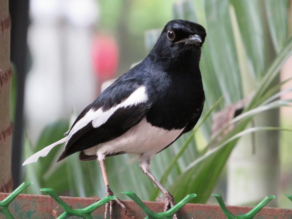 Free Stock Photo of Oriental magpie robin | Download Free Images and ...