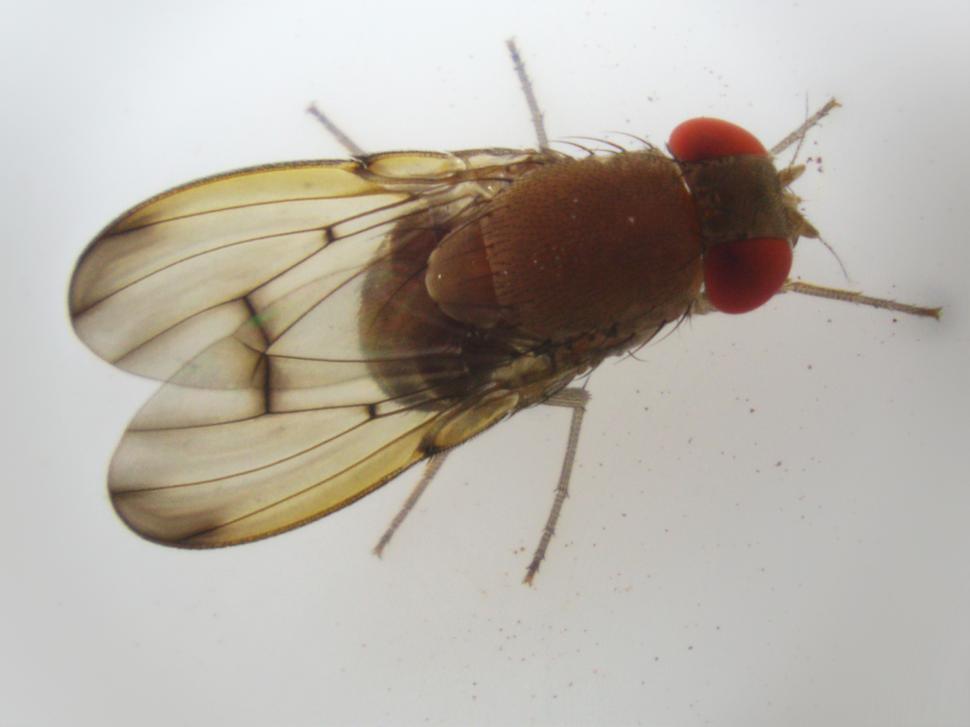 Free Stock Photo of Fly | Download Free Images and Free Illustrations