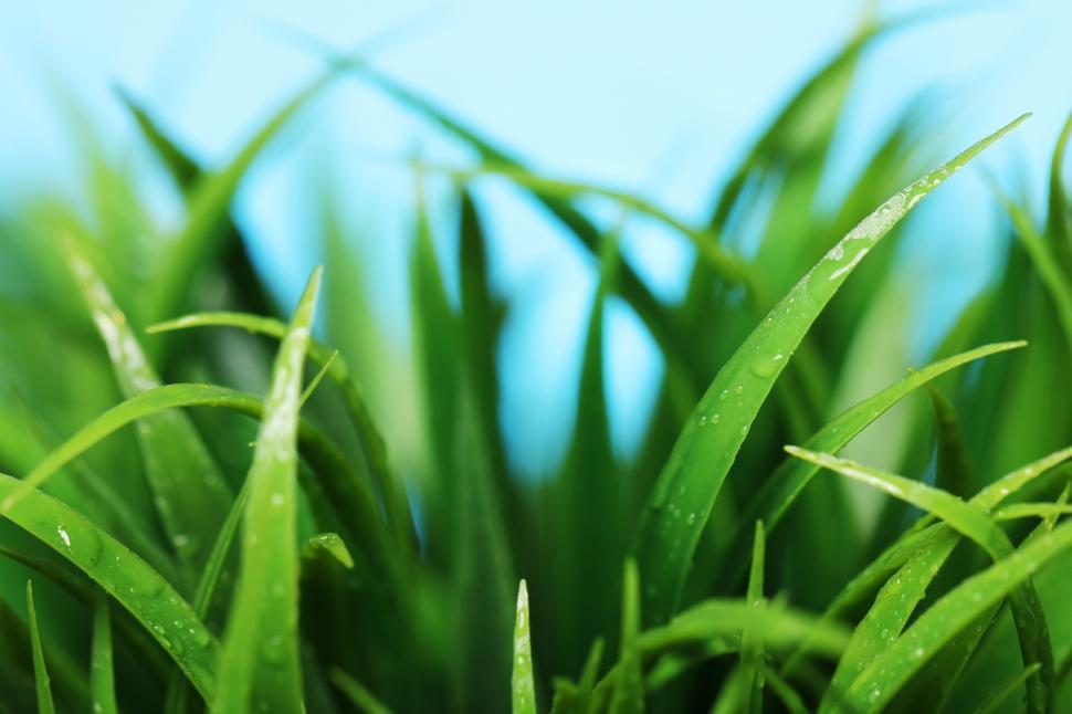 Free Stock Photo of Close up of green grass | Download Free Images and ...