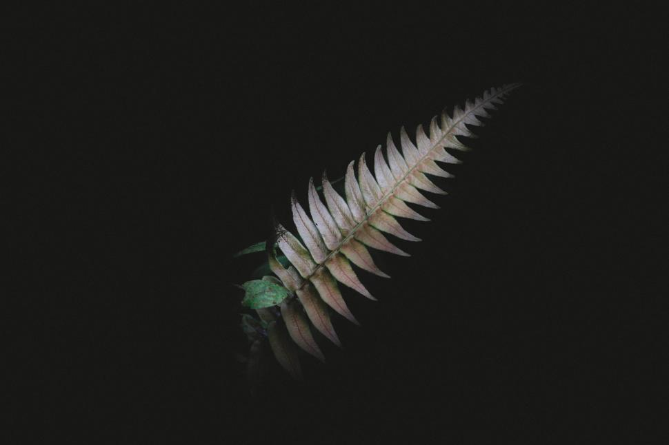 Free Stock Photo of White fern leaf | Download Free Images and Free ...