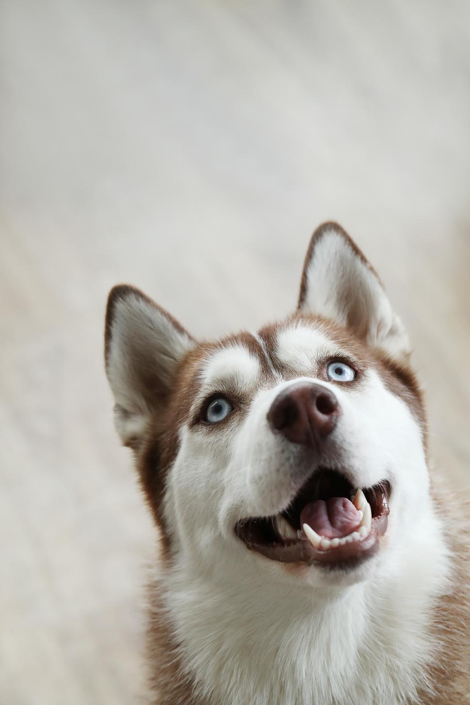 Free Stock Photo of Husky | Download Free Images and Free Illustrations